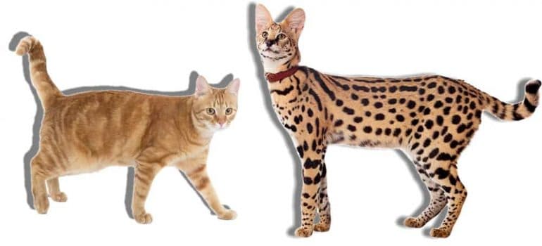 Savannah Cat Guide | Everything You need To Know - ZooAwesome!