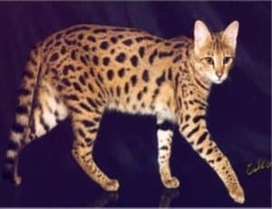 Savannah Cat Guide | Everything You need To Know - ZooAwesome!