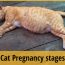 Cat Pregnancy Stages You Should Know About | ZooAwesome