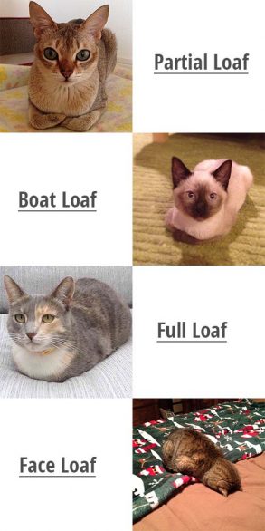 Catloaf - Things You Should Know About | ZooAwesome