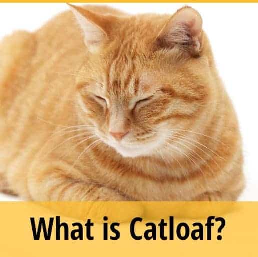 Catloaf - Things You Should Know About | ZooAwesome
