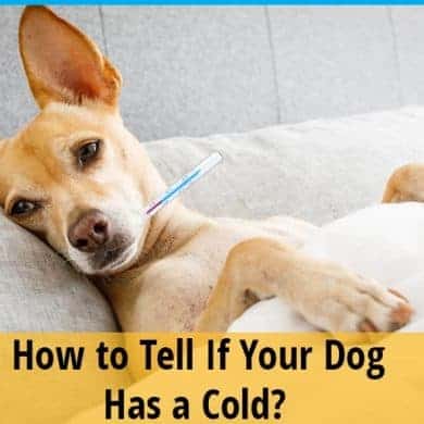 How to Tell If Your Dog Has a Cold? | ZooAwesome