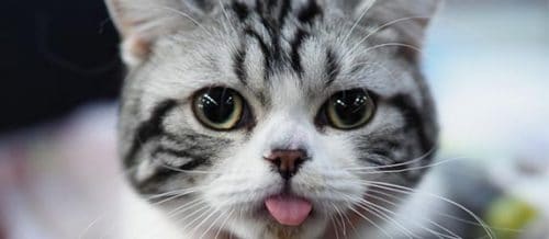 Why Do Cats Blep? | ZooAwesome