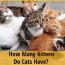 How Many Kittens Do Cats Have? | ZooAwesome