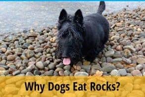 Dog Chewing on Paws - Why it Happens? | ZooAwesome