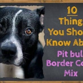 10 Things To Know About the Pit bull Border Collie Mix | ZooAwesome