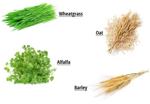 What is Cat Grass? | ZooAwesome