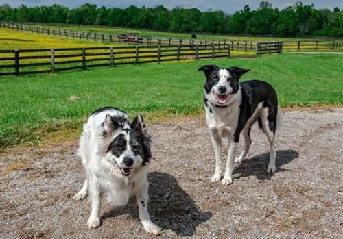 10 Things To Know About the Pit bull Border Collie Mix | ZooAwesome