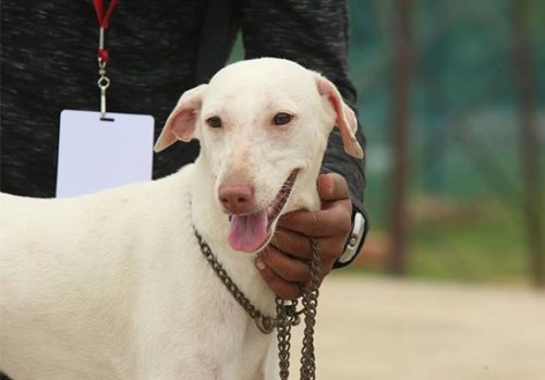 32 Most Popular White Dog Breeds (Furry, Cute and More ) | ZooAwesome