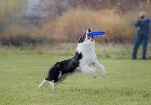 10 Things To Know About the Pit bull Border Collie Mix | ZooAwesome