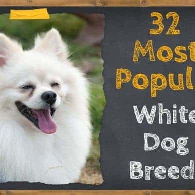 32 Most Popular White Dog Breeds (Furry, Cute and More ) | ZooAwesome