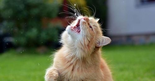 How Long Can a Cat Live Without Water? | ZooAwesome