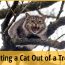 How to Get a Cat Out of a Tree? | ZooAwesome