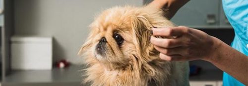 Pyoderma in Dogs ( Things You should Know About ) | ZooAwesome