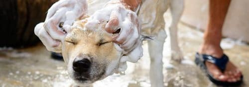 Pyoderma in Dogs ( Things You should Know About ) | ZooAwesome