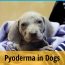 Pyoderma in Dogs ( Things You should Know About ) | ZooAwesome