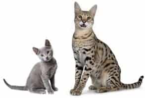 How to Tell if Your Cat is Too Skinny? | ZooAwesome