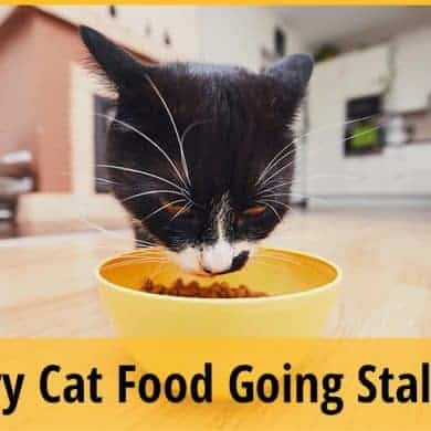 Dry Cat Food Going Stale - How Long Does it Take? | ZooAwesome