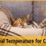 What is Ideal Temperature for Cats? | ZooAwesome