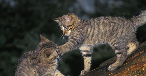 Why Do Cats Hit Each Other? | ZooAwesome