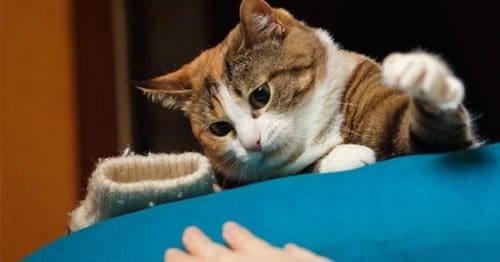 Why Do Cats Hit Each Other? | ZooAwesome