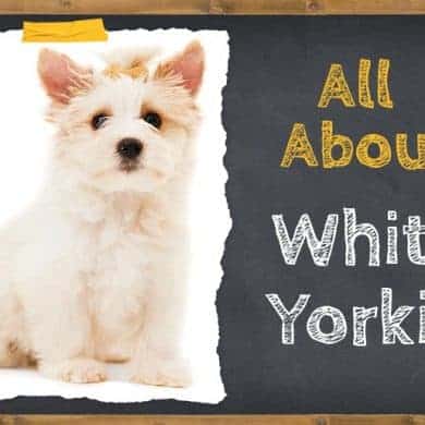 All About White Yorkie - Things You Need To Know | ZooAwesome