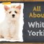 All About White Yorkie - Things You Need To Know | ZooAwesome