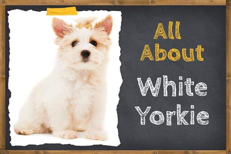 All About White Yorkie - Things You Need To Know | ZooAwesome