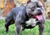 All About Gotti Pitbull - Things You Need to Know | ZooAwesome