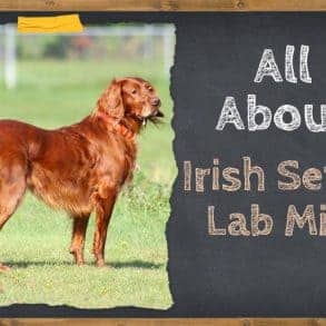 Irish Setter Lab Mix - Things You Need to Know | ZooAwesome