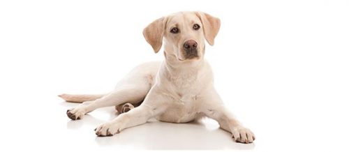 Irish Setter Lab Mix - Things You Need to Know | ZooAwesome