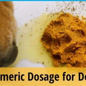 Turmeric Dosage for Dogs (Guide on Proper Usage for Your Pup) | ZooAwesome