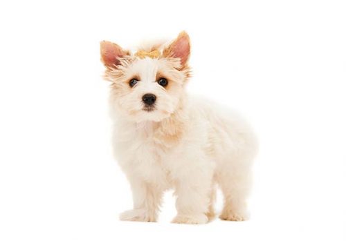 All About White Yorkie - Things You Need To Know | ZooAwesome