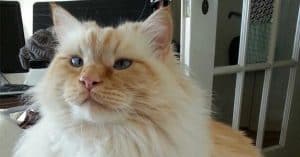 Flame Point Ragdoll Cats (Facts You May Need to Know) | ZooAwesome