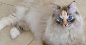 Flame Point Ragdoll Cats (Facts You May Need to Know) | ZooAwesome