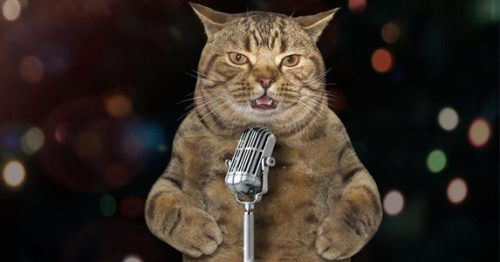 Why Do Cats Make Clicking Noises? | ZooAwesome