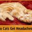 Do Cats Get Headaches? | ZooAwesome