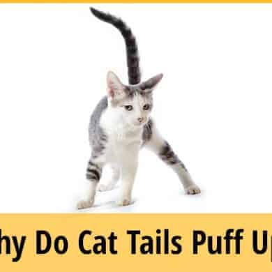 Why Do Cat Tails Puff Up? | ZooAwesome