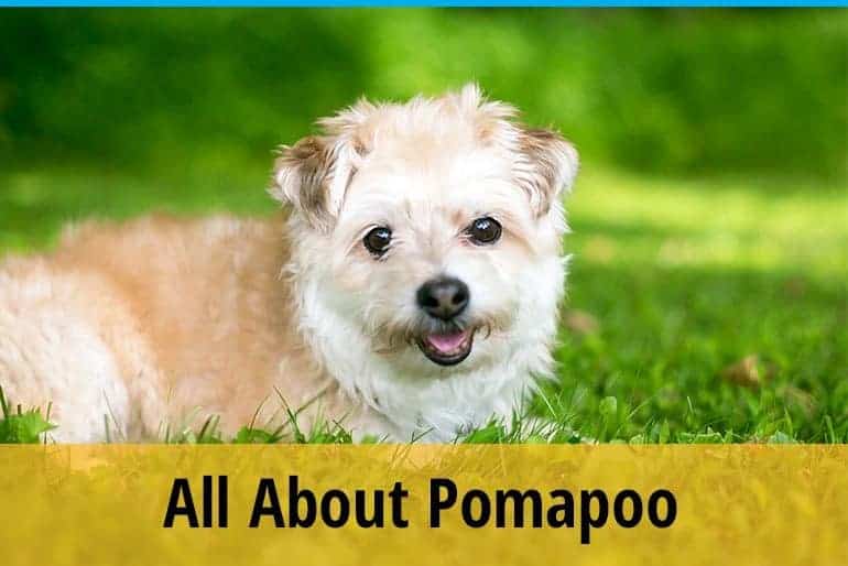 Pomapoo (Everything Cuteness You Need to Know) | ZooAwesome