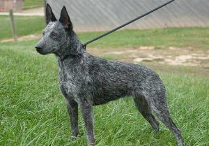 10 Dog Breeds Born Without Tails | ZooAwesome