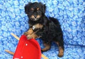 Pomapoo (Everything Cuteness You Need to Know) | ZooAwesome