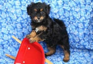 Pomapoo (Everything Cuteness You Need to Know) | ZooAwesome