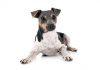 10 Dog Breeds Born Without Tails | ZooAwesome