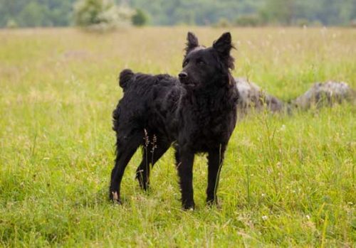 10 Dog Breeds Born Without Tails | ZooAwesome