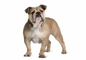 10 Dog Breeds Born Without Tails | ZooAwesome