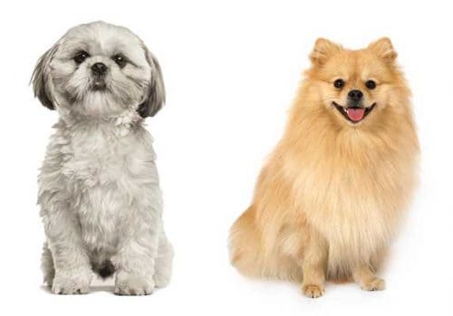 Shih Tzu and Pomeranian Mix - Things You Need to Know | ZooAwesome