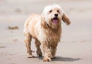 Cocker Spaniel Maltese Mix (Things to Know About) | ZooAwesome