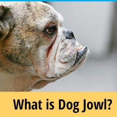 What are Dog Jowls? (Things You Must Know About It) | ZooAwesome