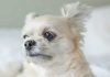 Shih Tzu and Pomeranian Mix - Things You Need to Know | ZooAwesome