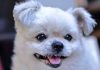 Shih Tzu and Pomeranian Mix - Things You Need to Know | ZooAwesome
